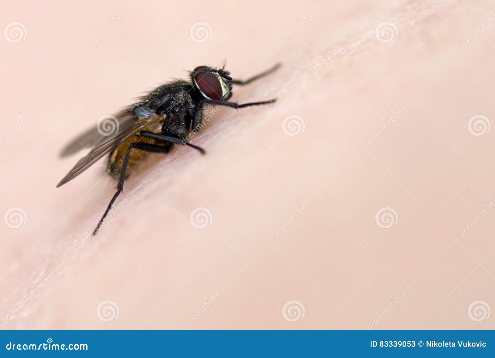 Fly on human skin stock image. Image of animal, fauna - 83339053