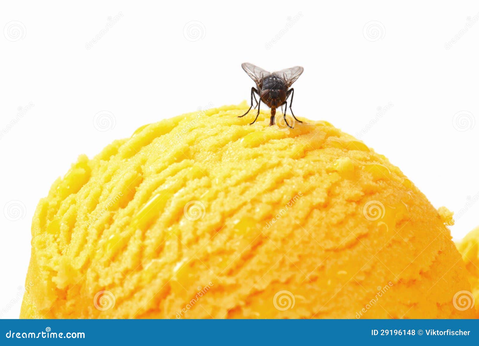 Fly on ice cream stock photo. Image of risk, dirty, insect - 29196148