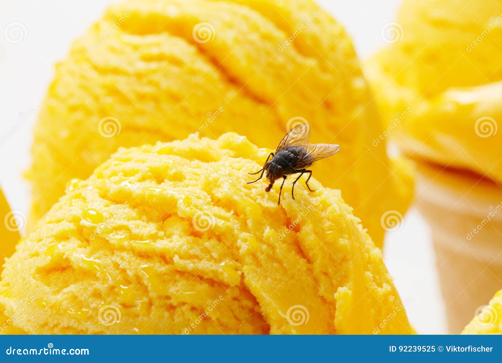 Fly on ice cream stock image. Image of food, sweet, infection - 92239525