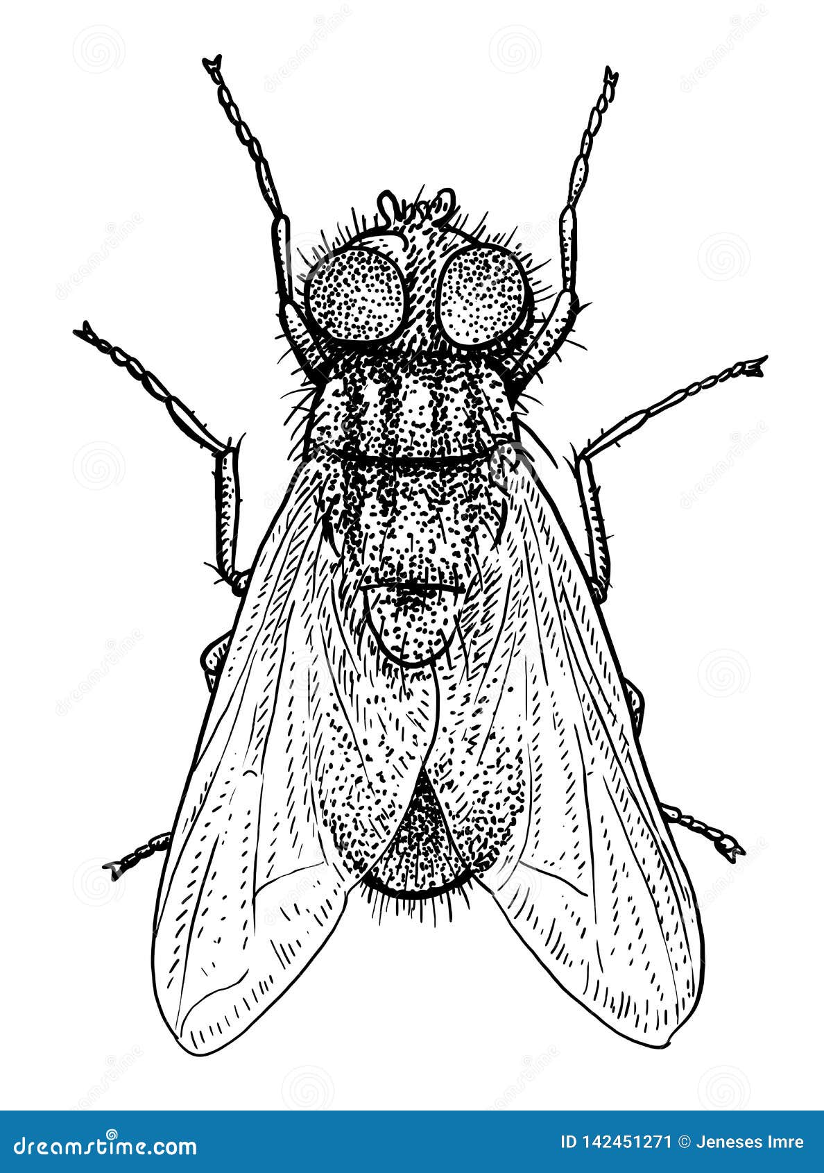 Fly Illustration, Engraving, Drawing, Ink, Vector Stock Vector ...