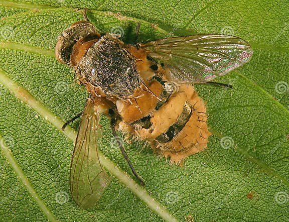 Fly Infected and Killed by Entomopathogenic Fungus Stock Photo - Image ... Fly Infected and Killed by Entomopathogenic Fungus Stock Photo - Image ...