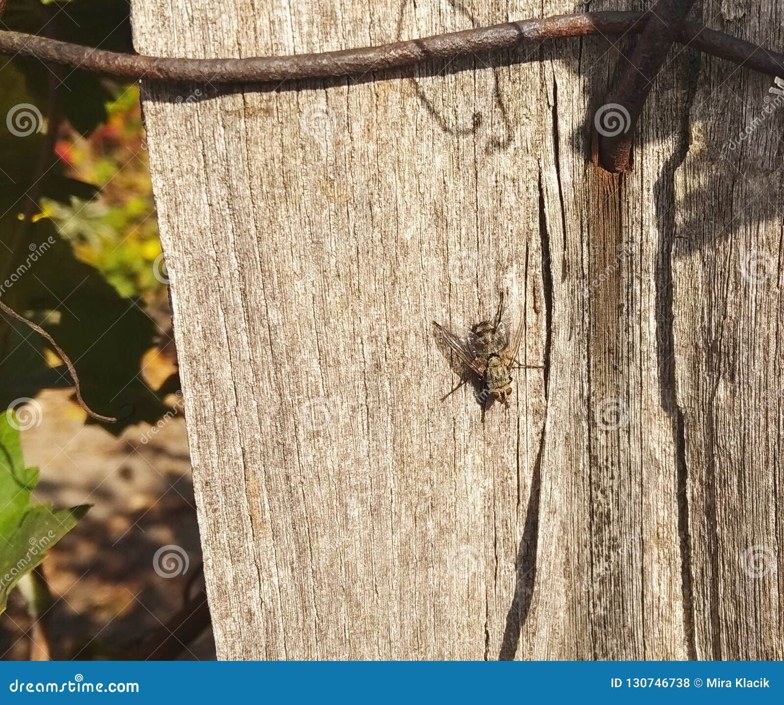 Fly stock photo. Image of nature, insect, autumn, animal - 130746738