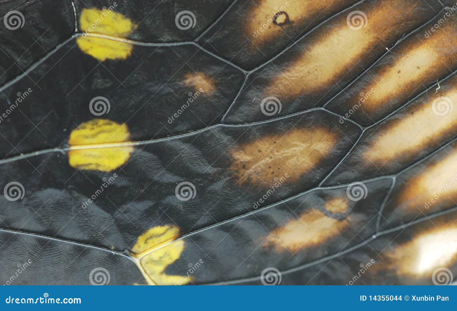 Fly Insect Cicada Wing Texture Background Stock Photo - Image of detail ...