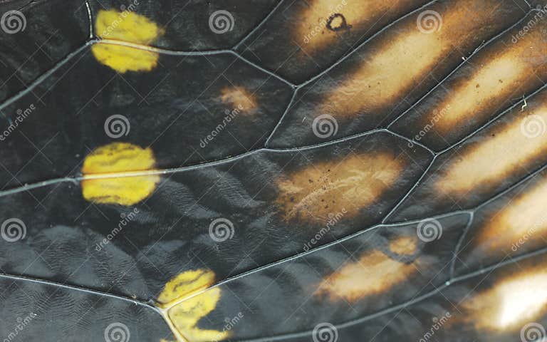 Fly Insect Cicada Wing Texture Background Stock Photo - Image of detail ...