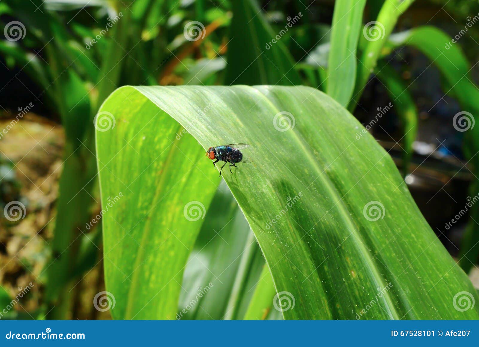 Fly insect on corn leaf stock image. Image of spring - 67528101