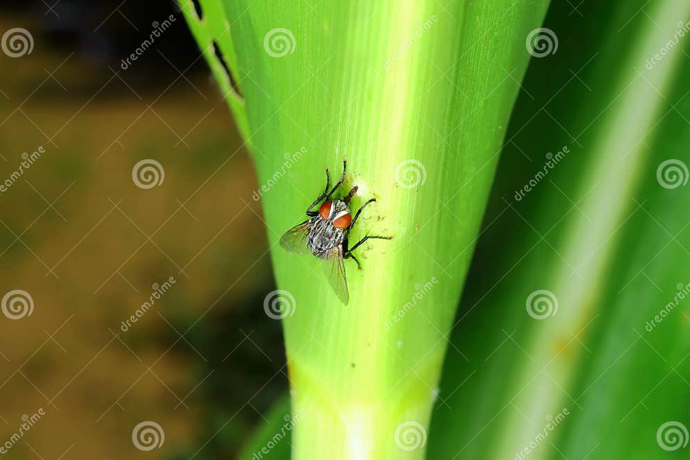 Fly insect on corn leaf stock image. Image of forest - 67528409