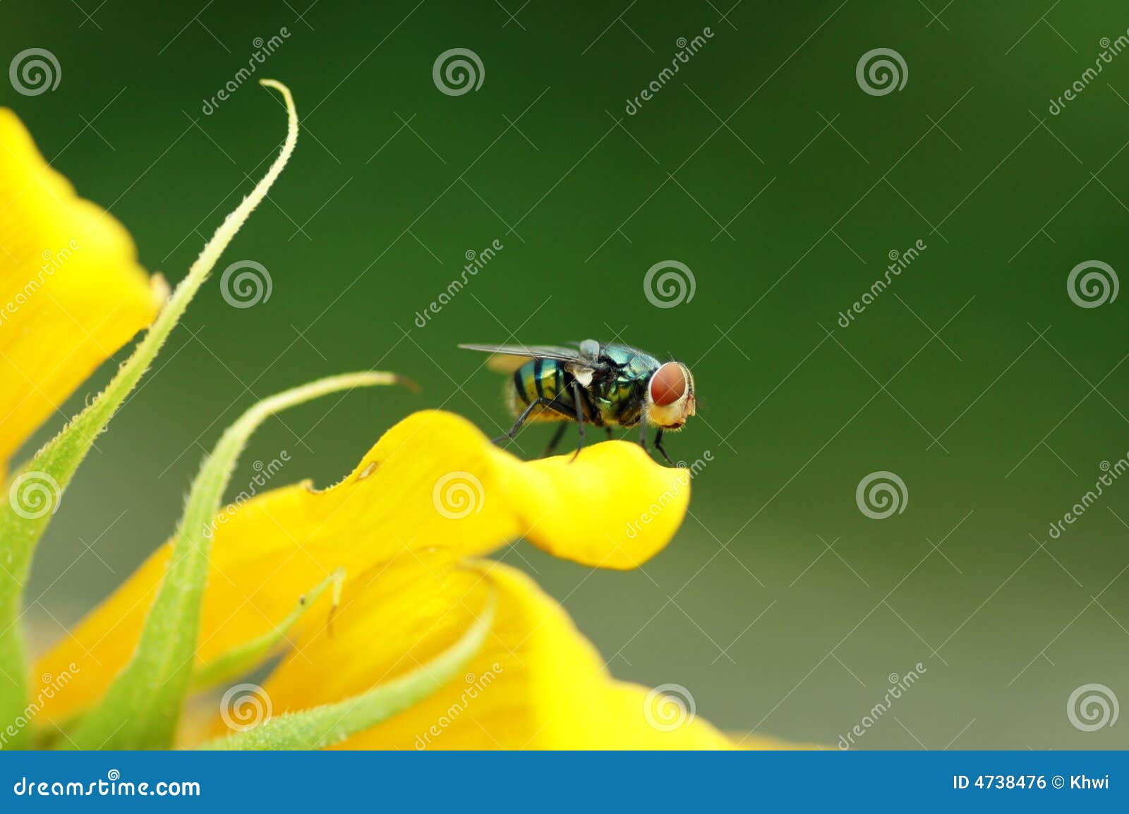 Fly Insect Diptera stock photo. Image of invertebrate - 4738476
