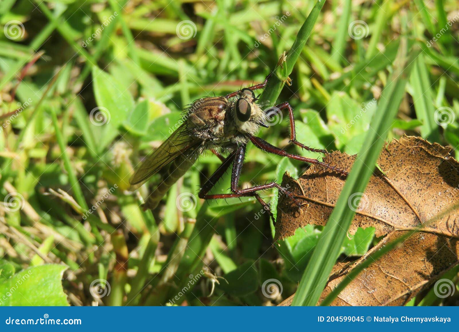 Fly Insect in Florida Forest Stock Image - Image of grass, adder: 204599045