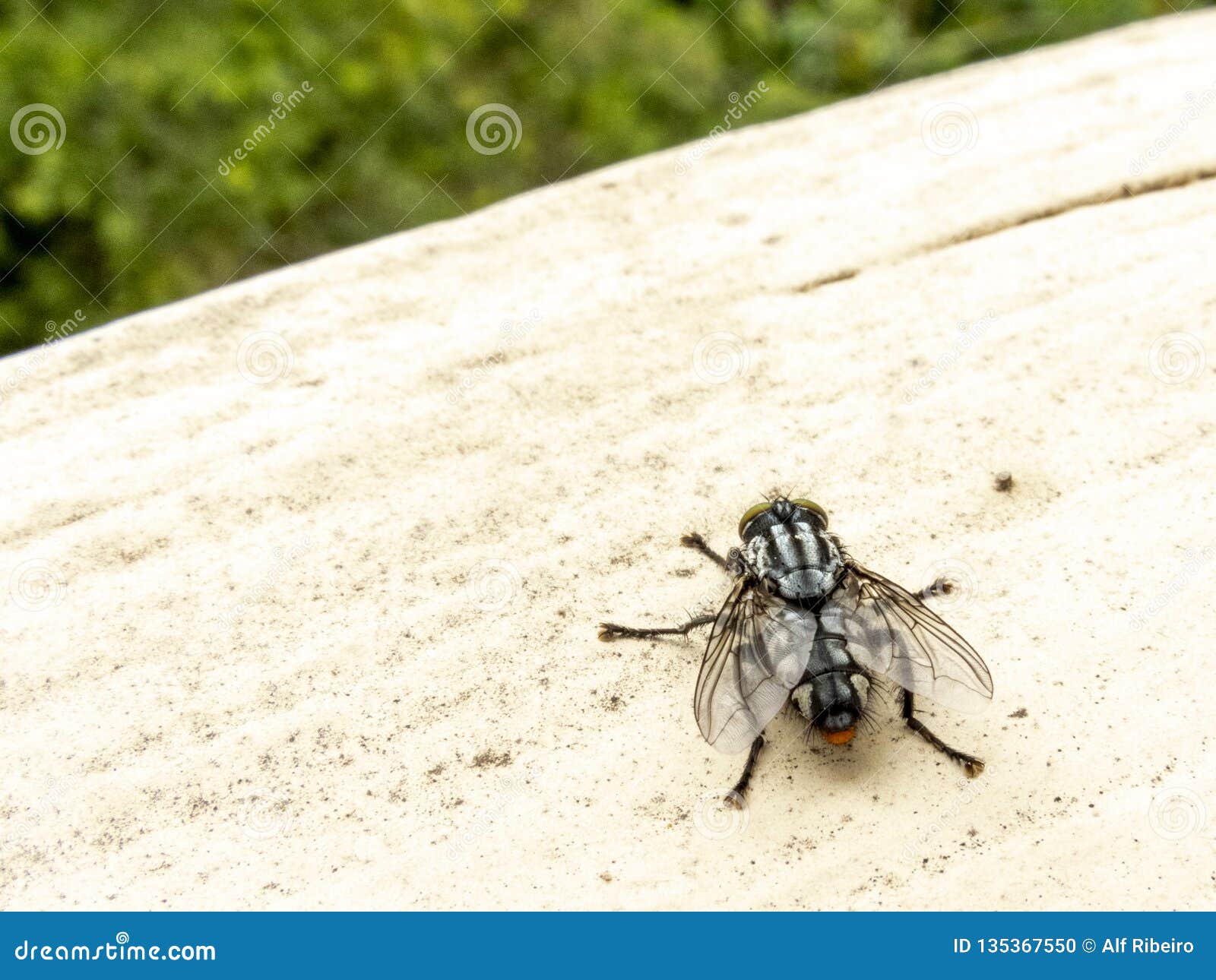 Fly insect stock photo. Image of live, macro, carrier - 135367550