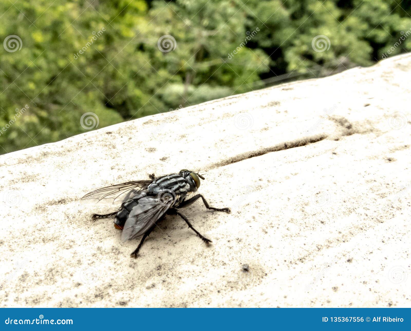 Fly insect stock photo. Image of insecticide, infection - 135367556