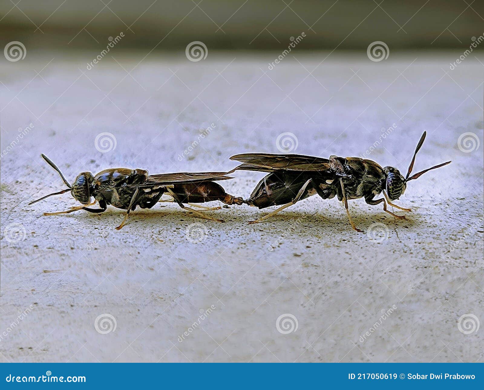 Flies Insect Were At Dry Leaves On Blurred Nature Background Stock ...
