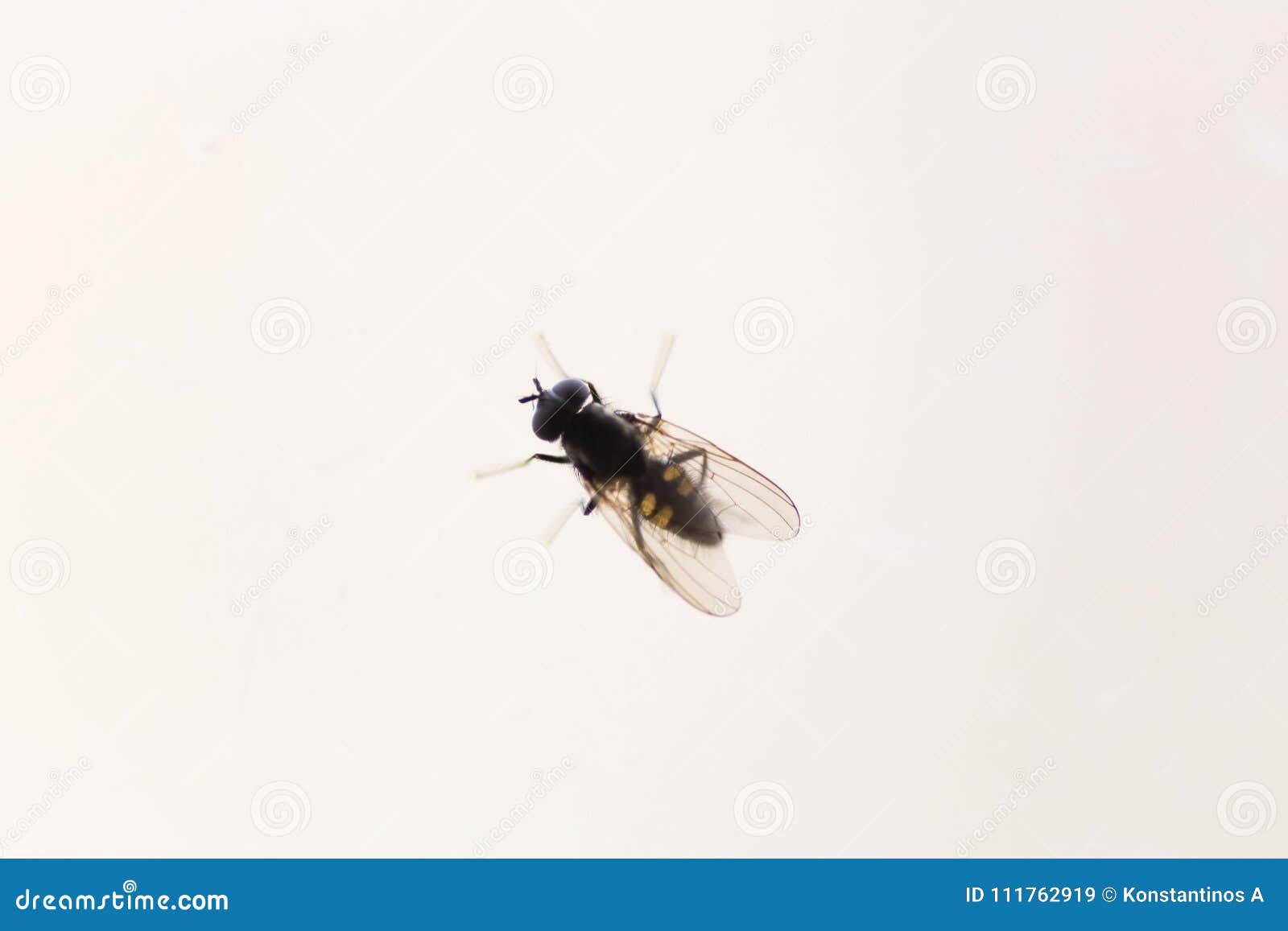 Fly Insect Isolated on the Glas Stock Image - Image of nimals, golden ...