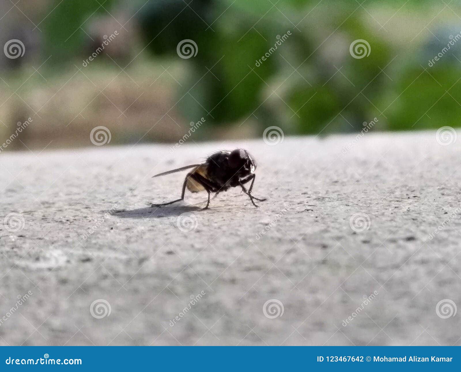 Fly stock photo. Image of pests, lava, closeup, insect - 123467642