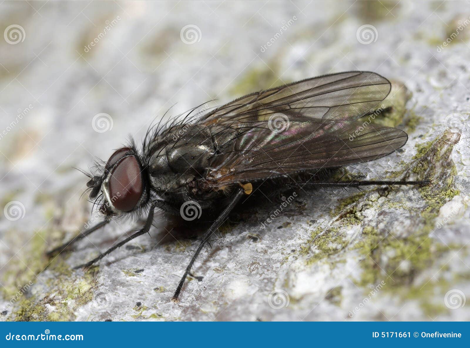 Fly Insect Macro Closeup stock image. Image of compound - 5171661