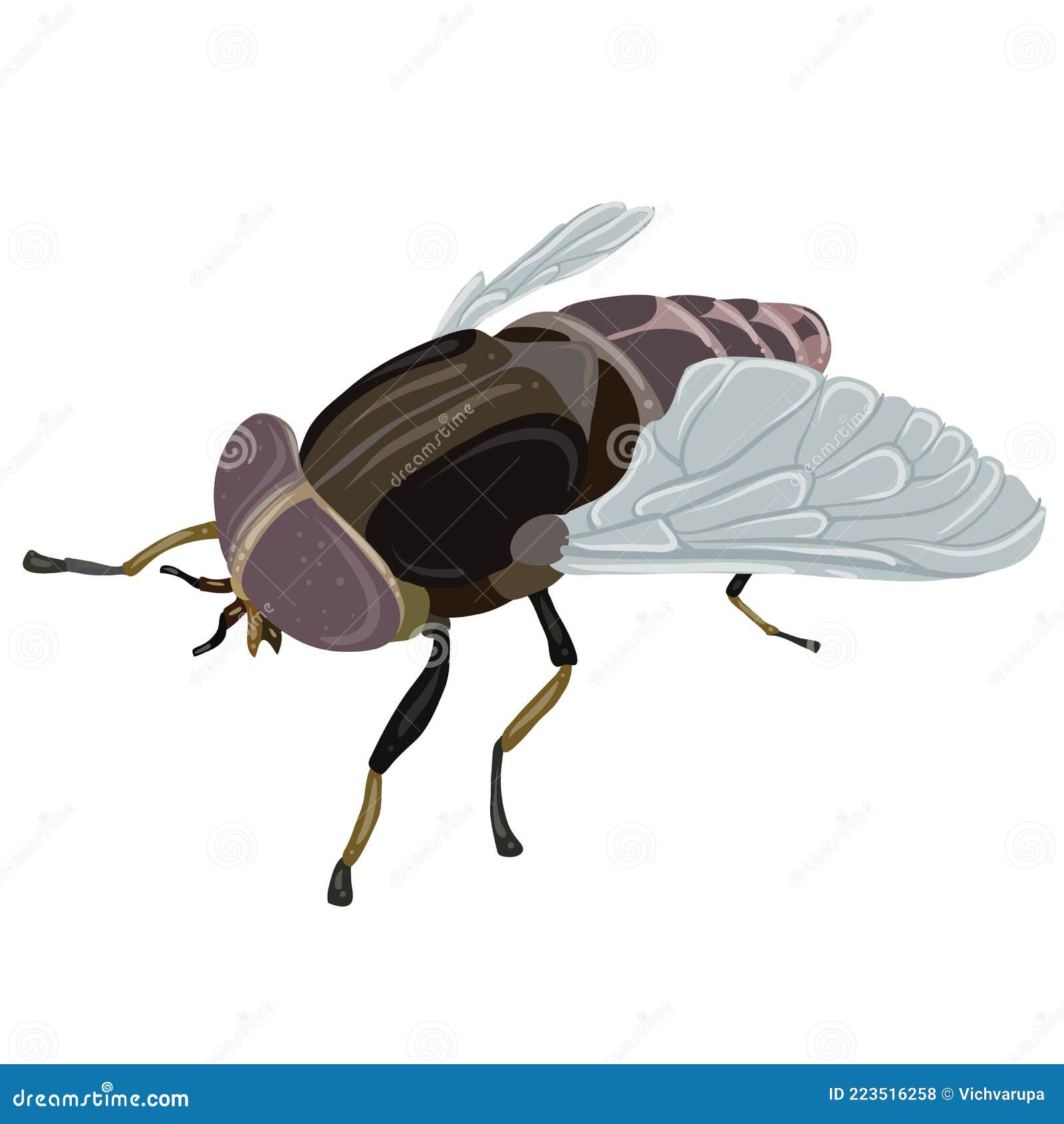 Fly, Insect, in Natural Style, Isolated Object on White Background ...