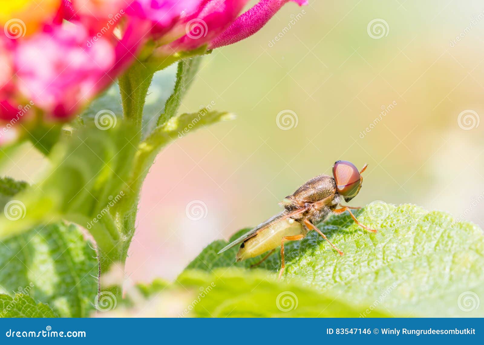 Fly, Insect of the Order Diptera. Stock Photo - Image of insect ...
