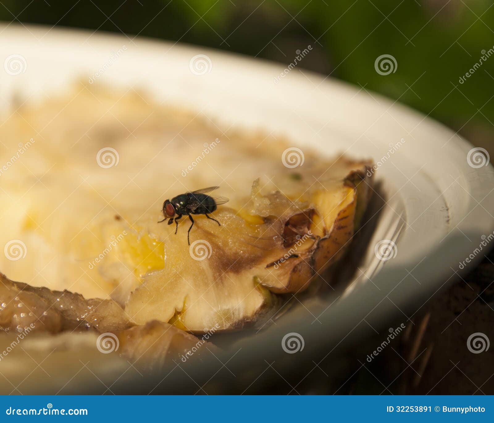 Fly, insect stock image. Image of pineapple, small, food - 32253891