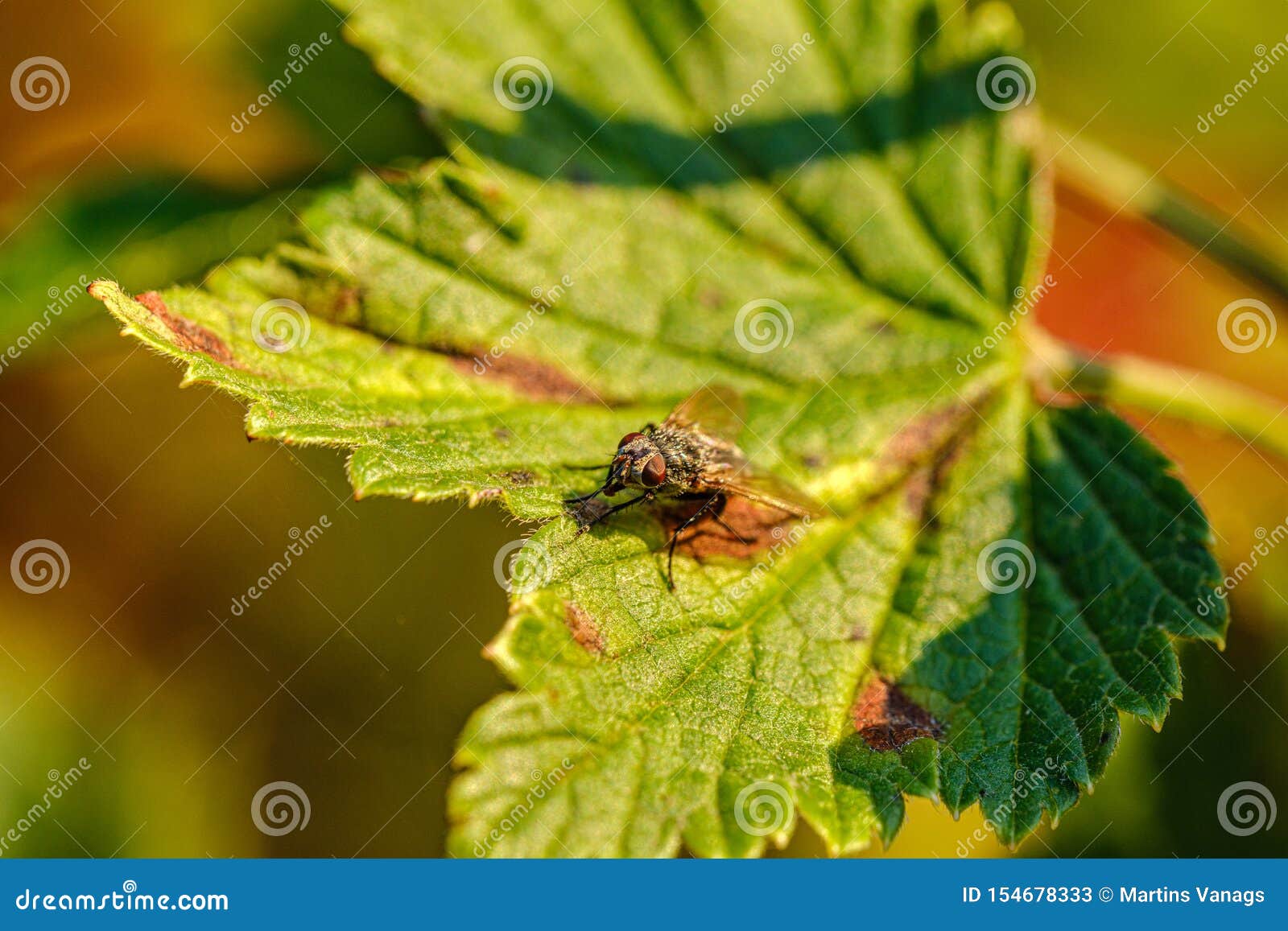 Fly Insect Resting on a Leaf Stock Image - Image of portrait, wildlife ...