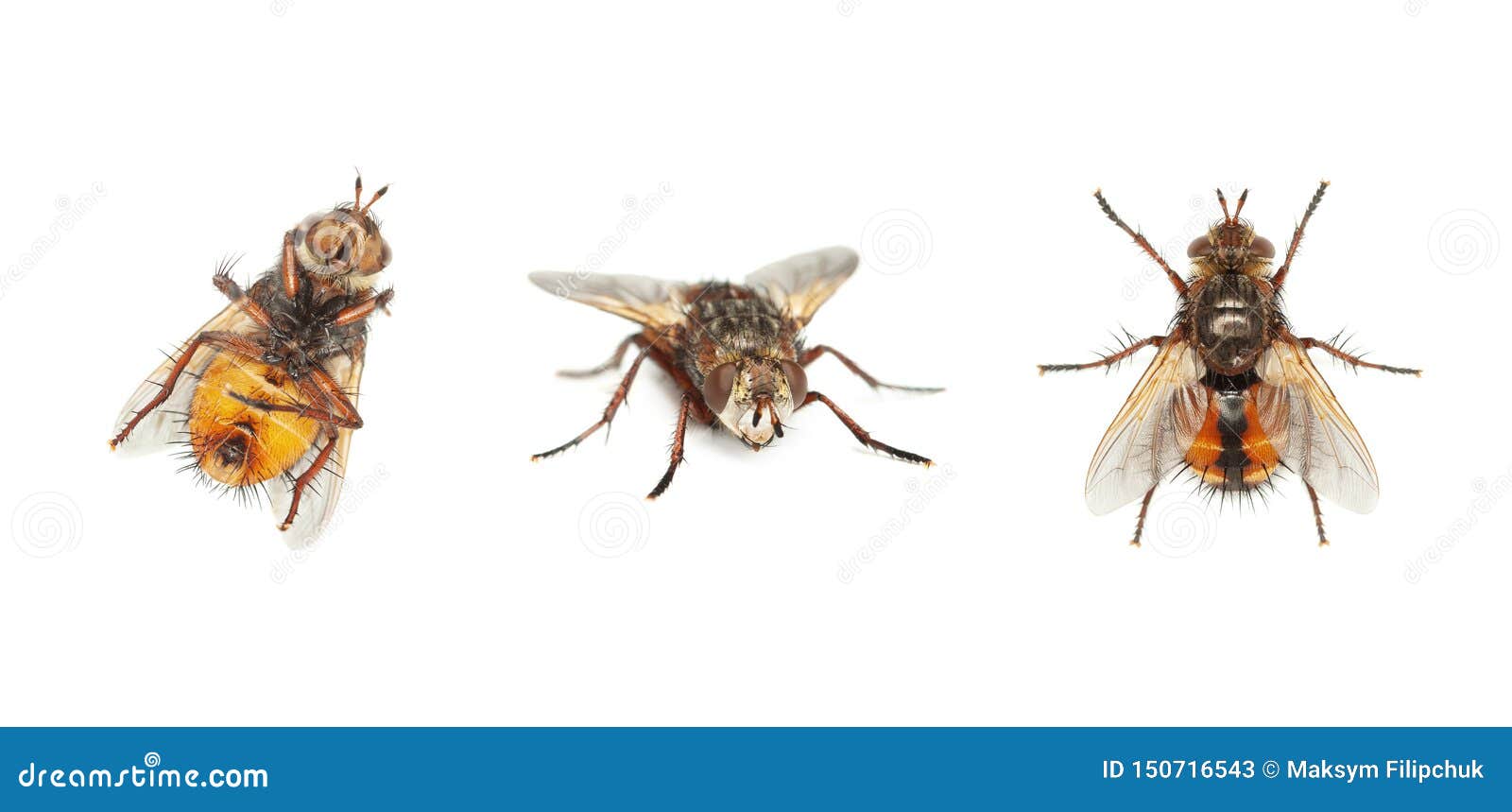 Fly insect set on white stock image. Image of element - 150716543