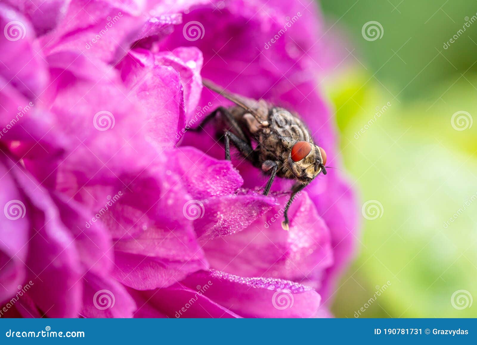 Fly Insect Sitting on Pink Flower Stock Image - Image of housefly ...
