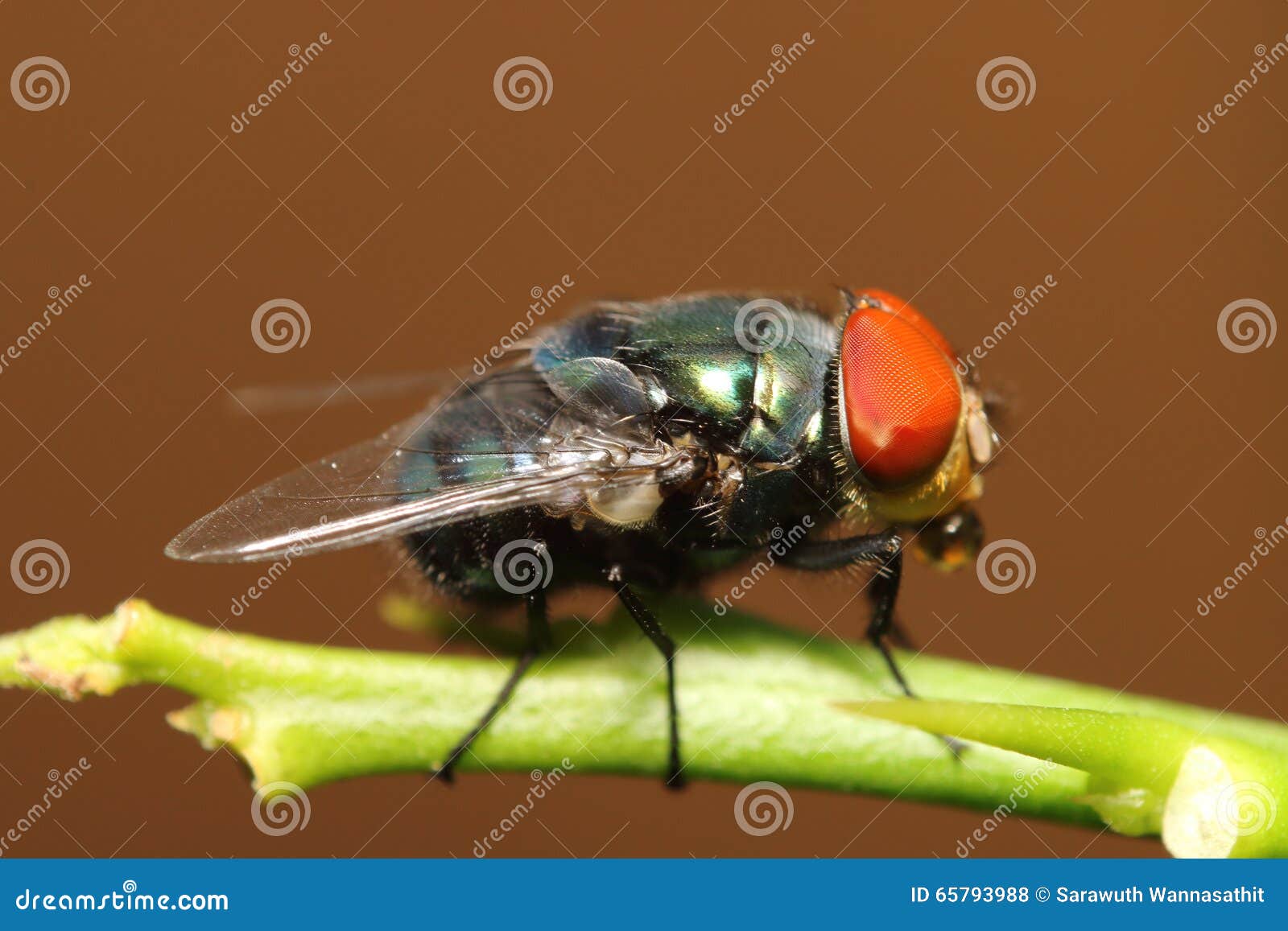 Fly insect stock photo. Image of blue, fruit, pest, wing - 65793988