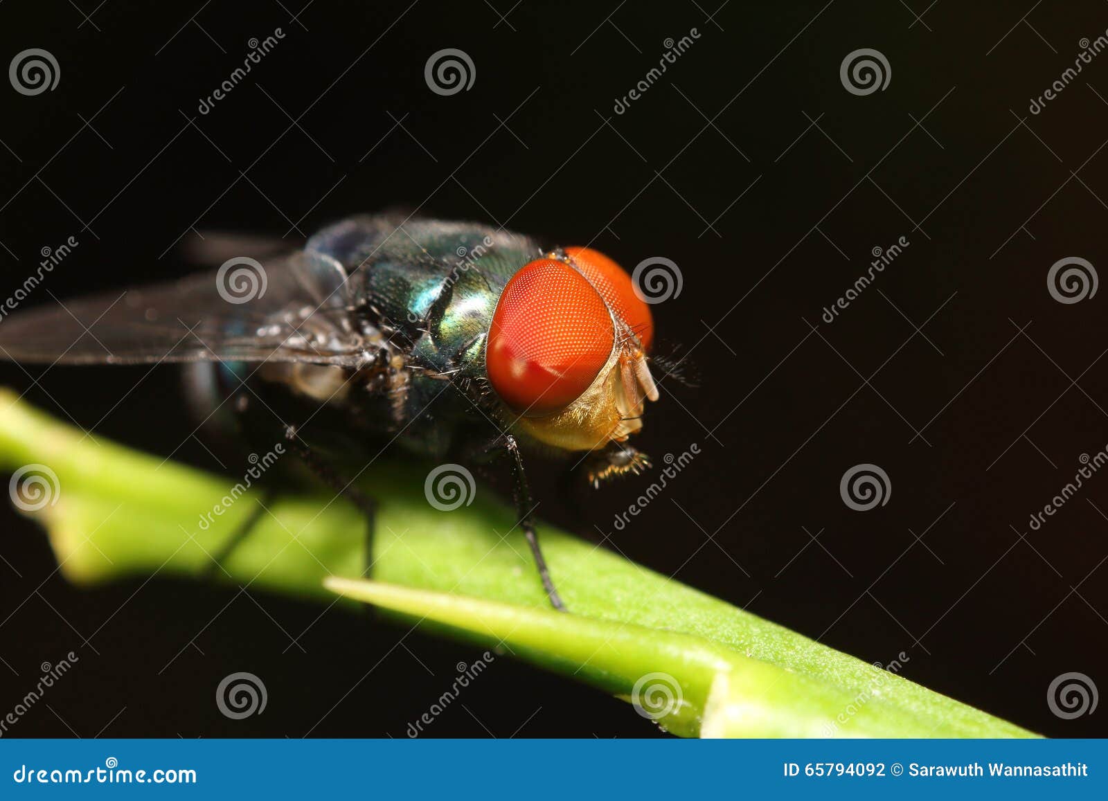 Fly insect stock photo. Image of wildlife, eyes, colour - 65794092