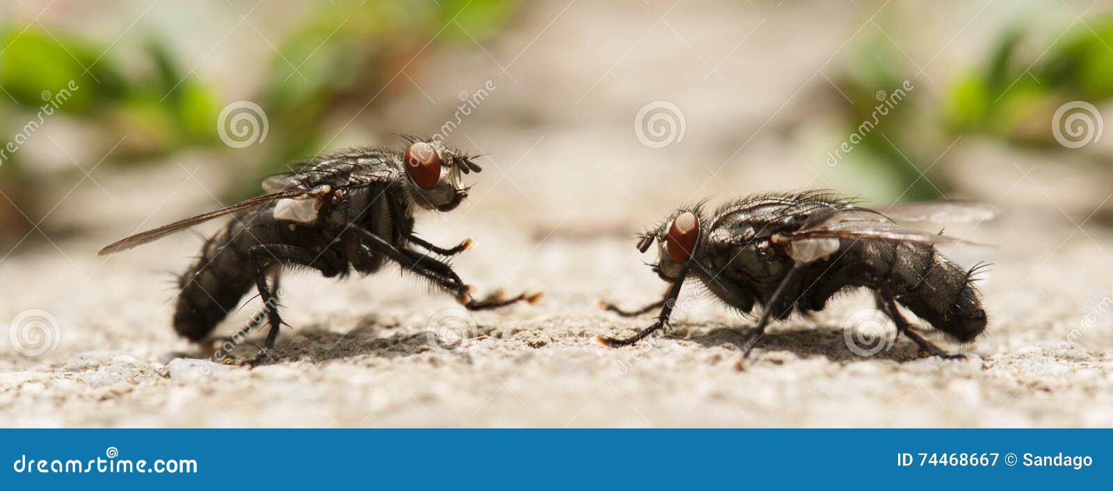 Fly insect stock image. Image of natures, nature, foot - 74468667