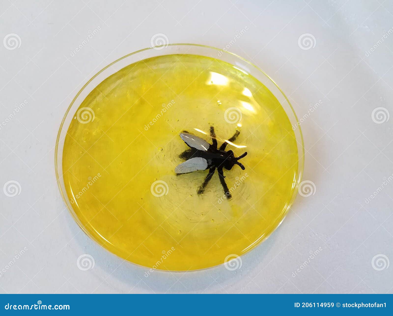 Fly Insect in Yellow Amber in Petri Dish Stock Image - Image of insect ...