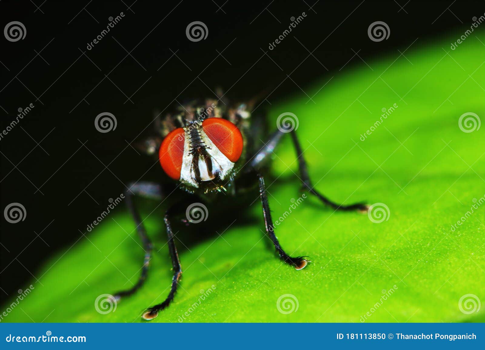 Fly Insects in Macro Photography on Green Leaf Background Stock Photo ...
