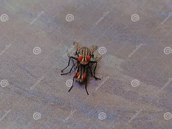 Fly Insects are Mating on the Gray Cement Floor. Stock Photo - Image of ...