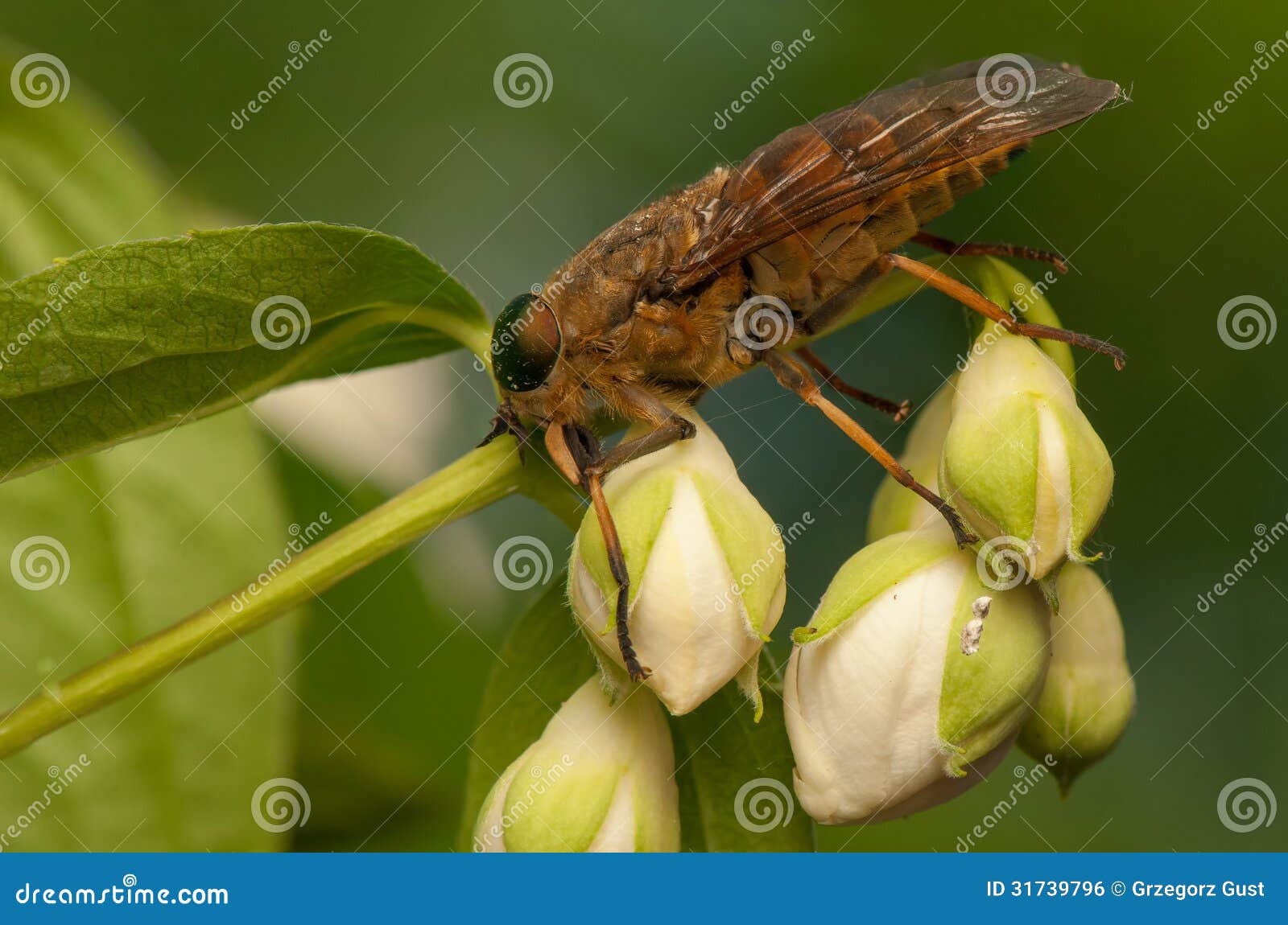 Fly stock photo. Image of hybomitra, macro, horsefly - 31739796