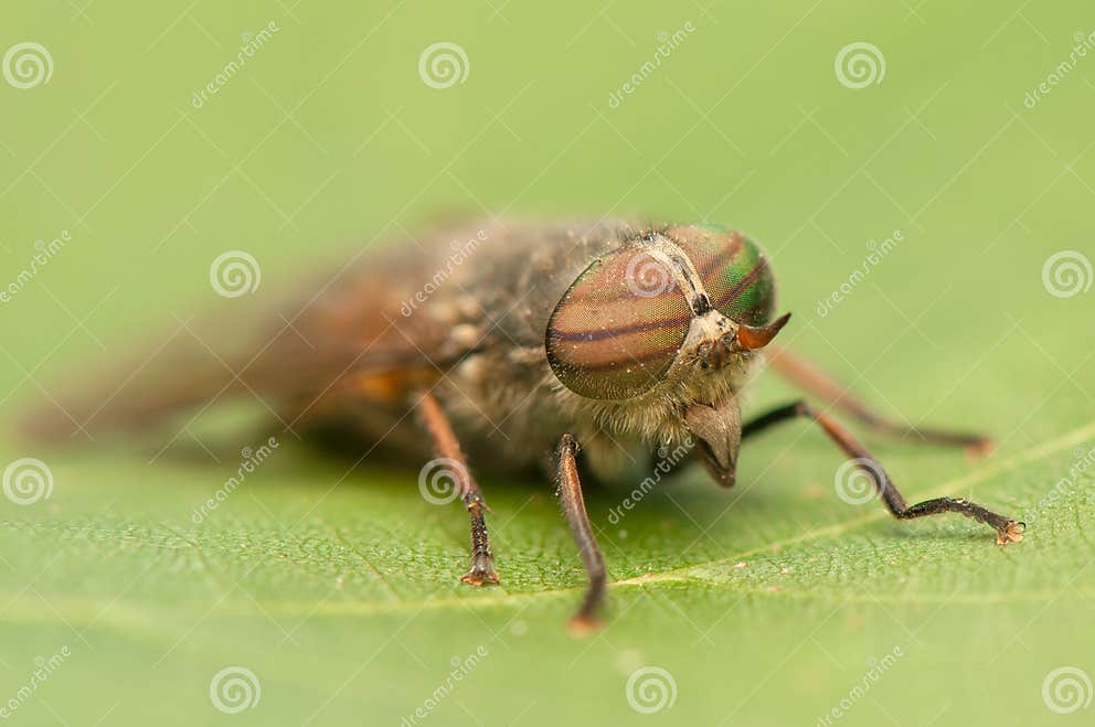 Fly stock image. Image of blood, wild, horse, tabaninae - 31755401