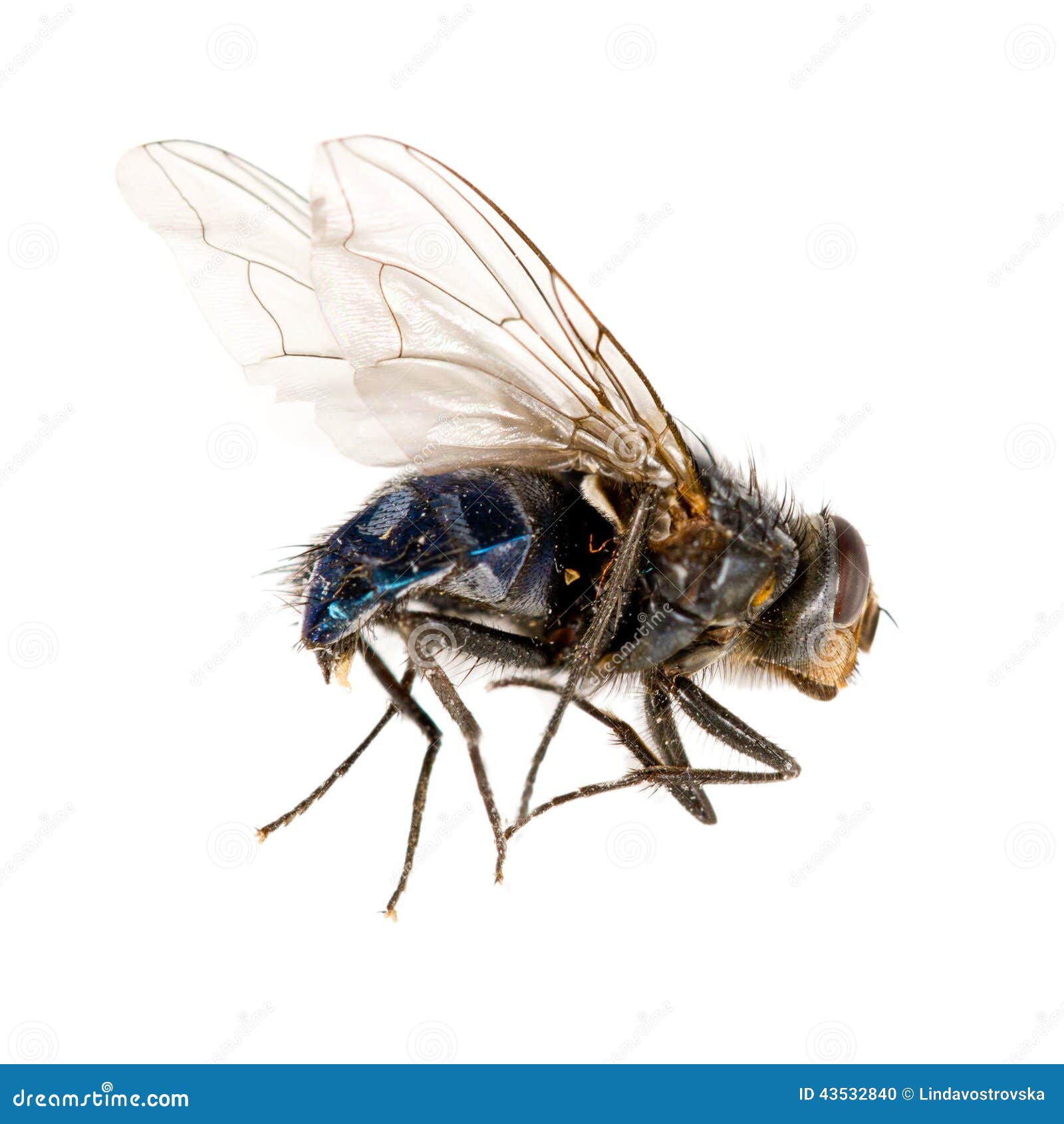 Fly isolated stock photo. Image of close, calliphora - 43532840