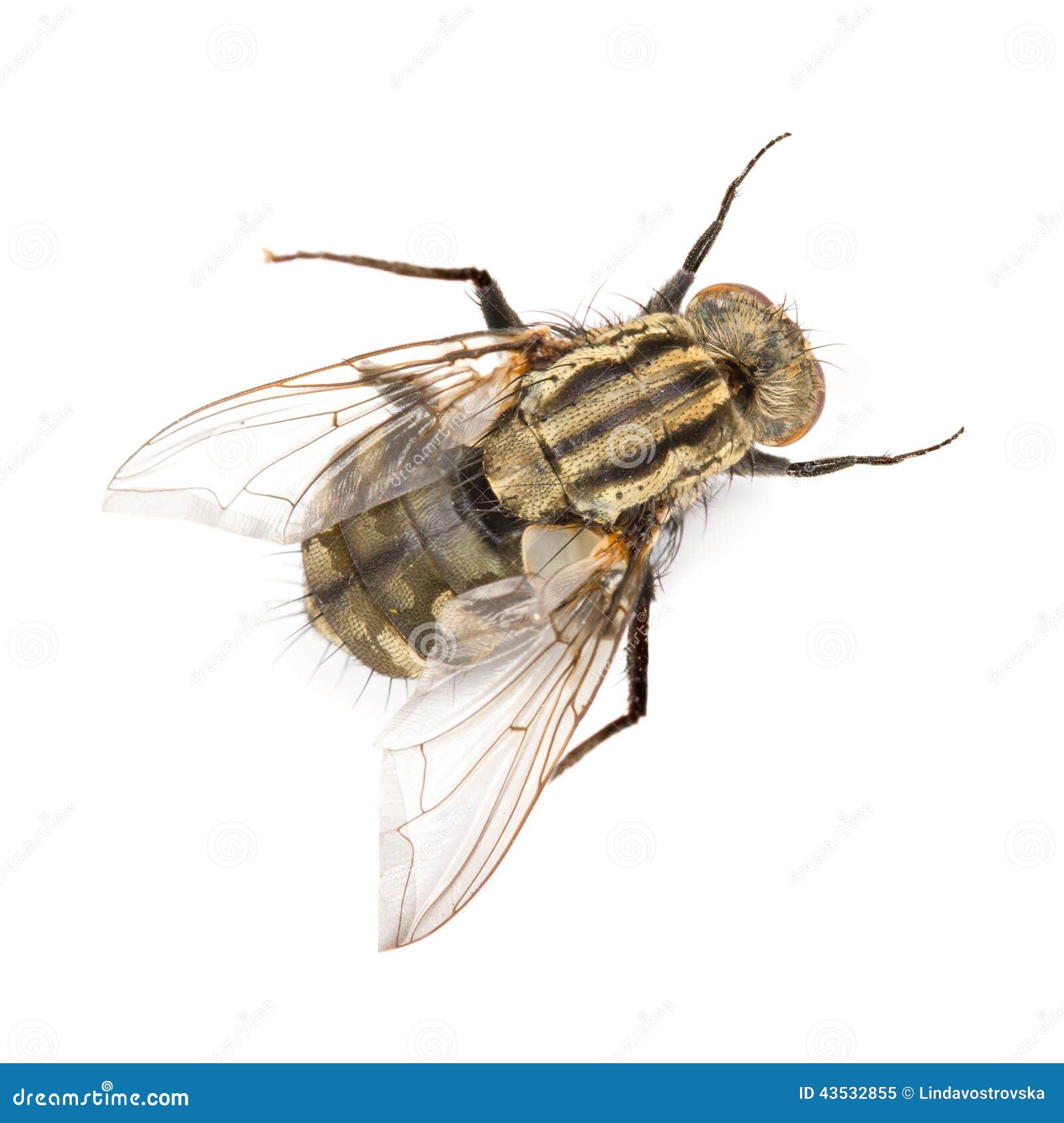 Fly isolated stock image. Image of nature, bottle, hairy - 43532855