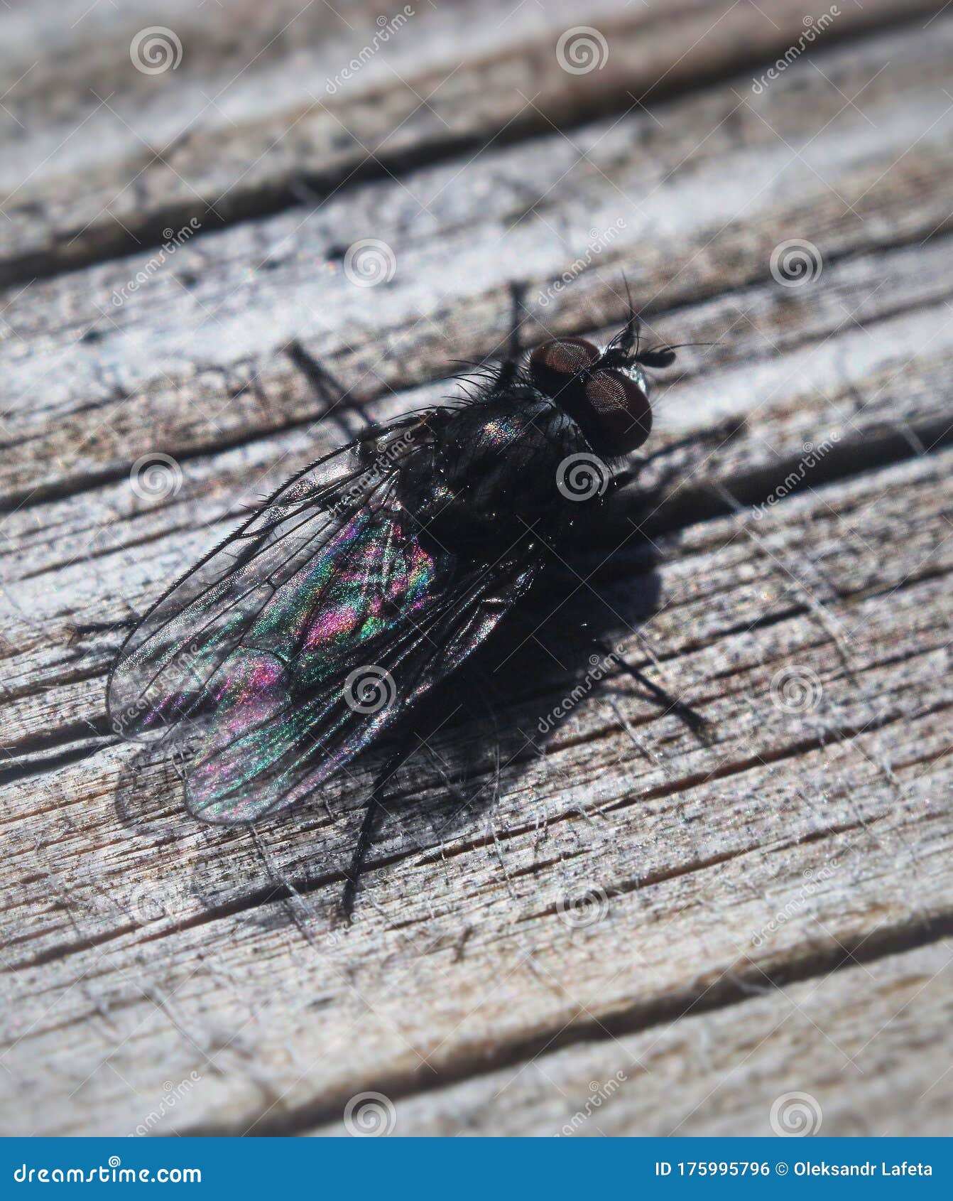 Fly Isolated on White Background Stock Photo - Image of body ...