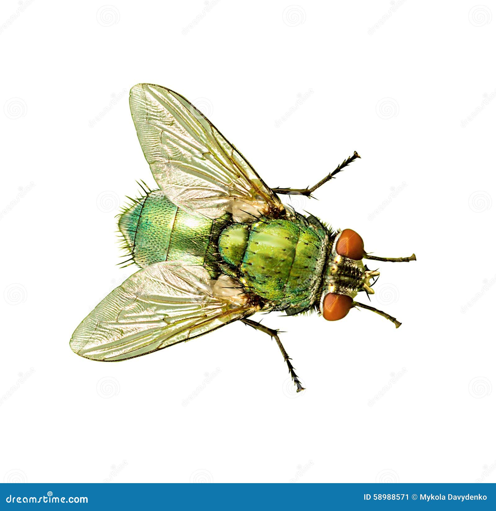 Fly isolated on white stock image. Image of flies, biology - 58988571