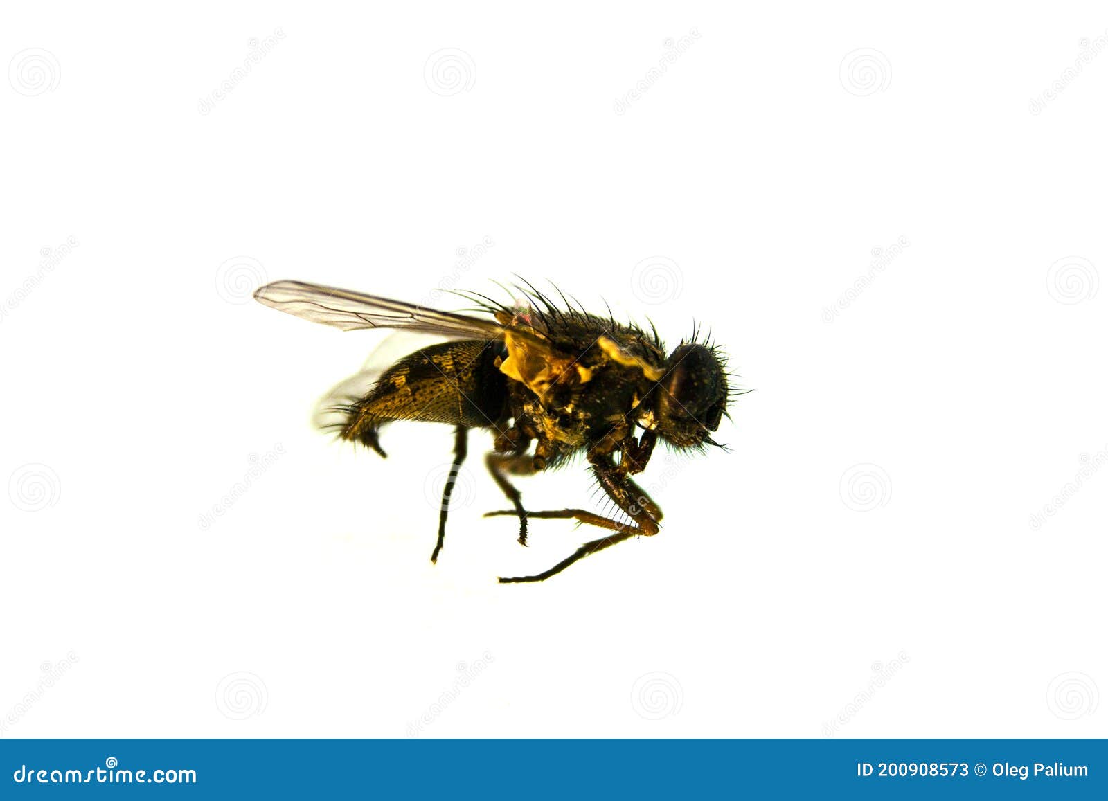Fly Isolated on White Background Stock Image - Image of single ...