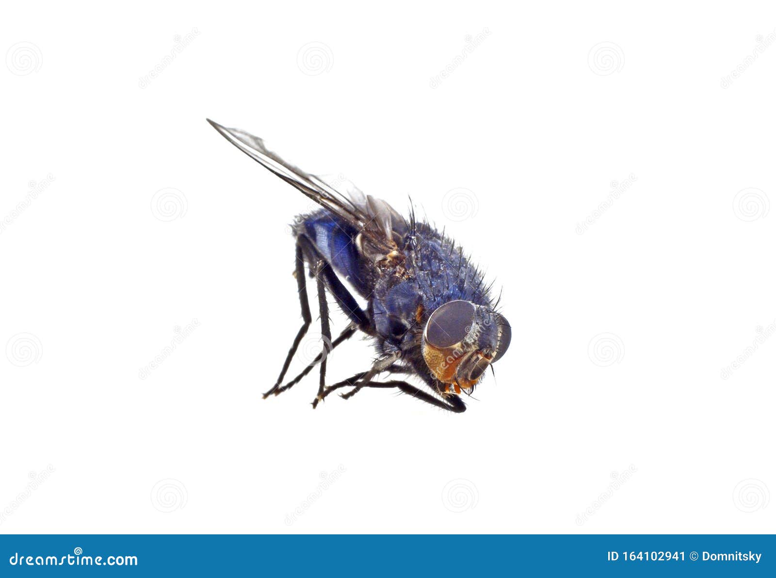 Fly Isolated on a White Background Stock Image - Image of focus, front ...