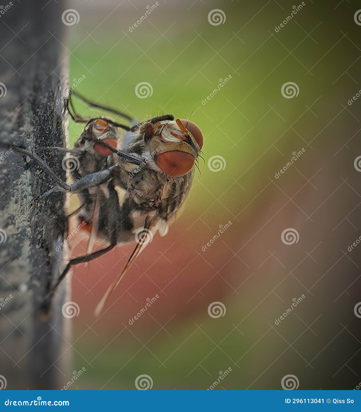 The Fly and Its Pray stock image. Image of closeup, macro - 296113041