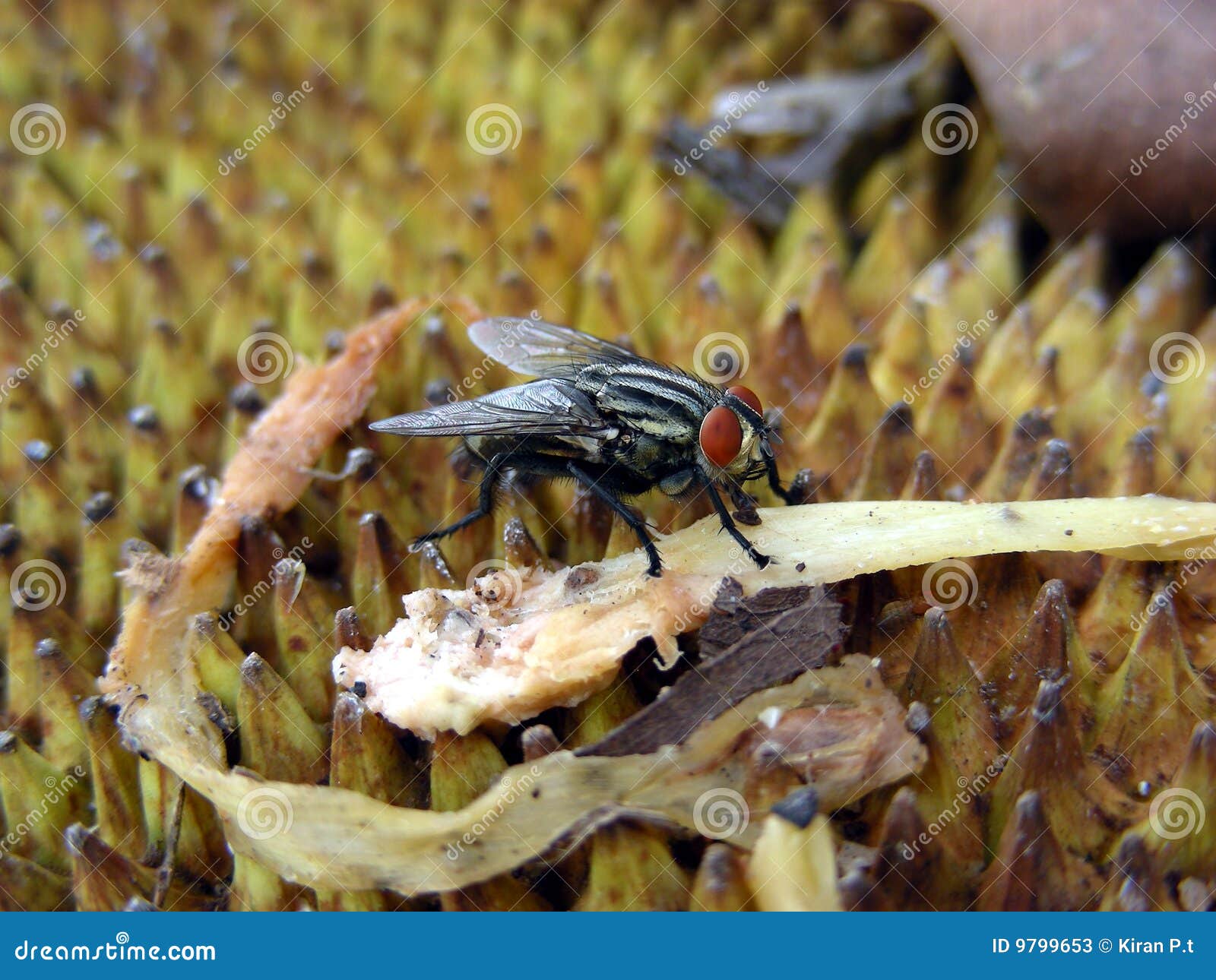 Fly in Jackfruit stock image. Image of nature, flies, animal - 9799653