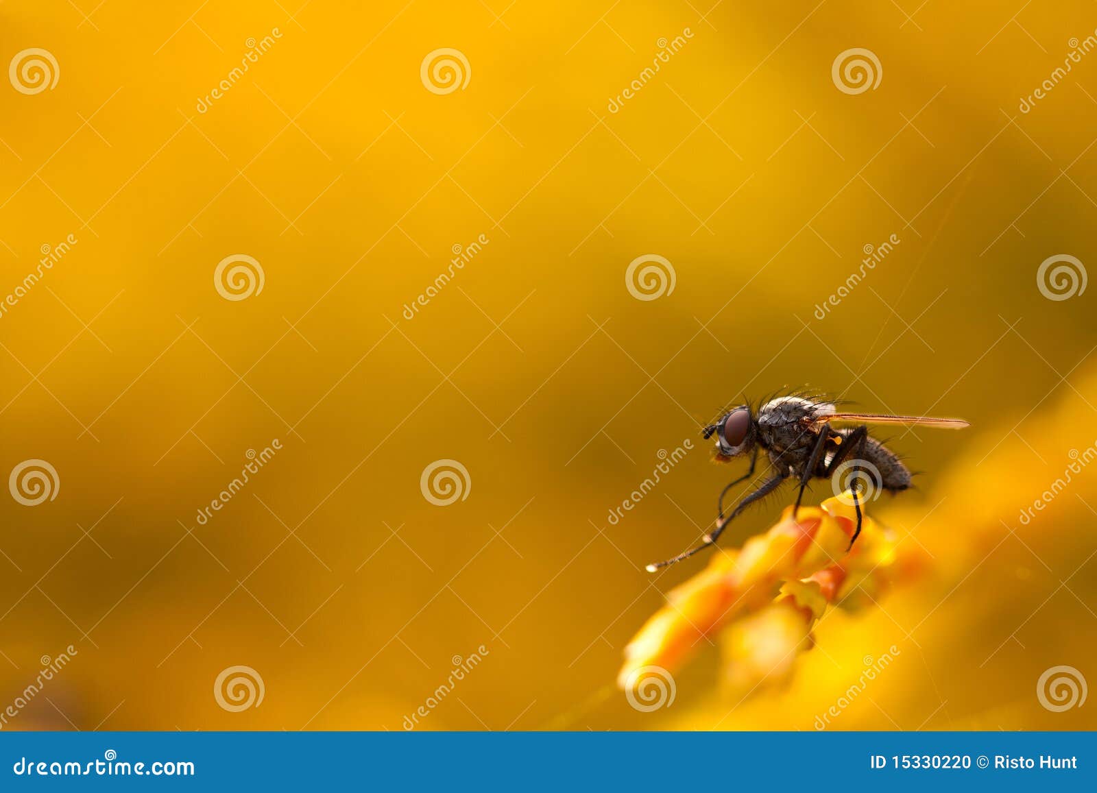 A Fly Known As Housefly at Yellow Background Stock Photo - Image of ...