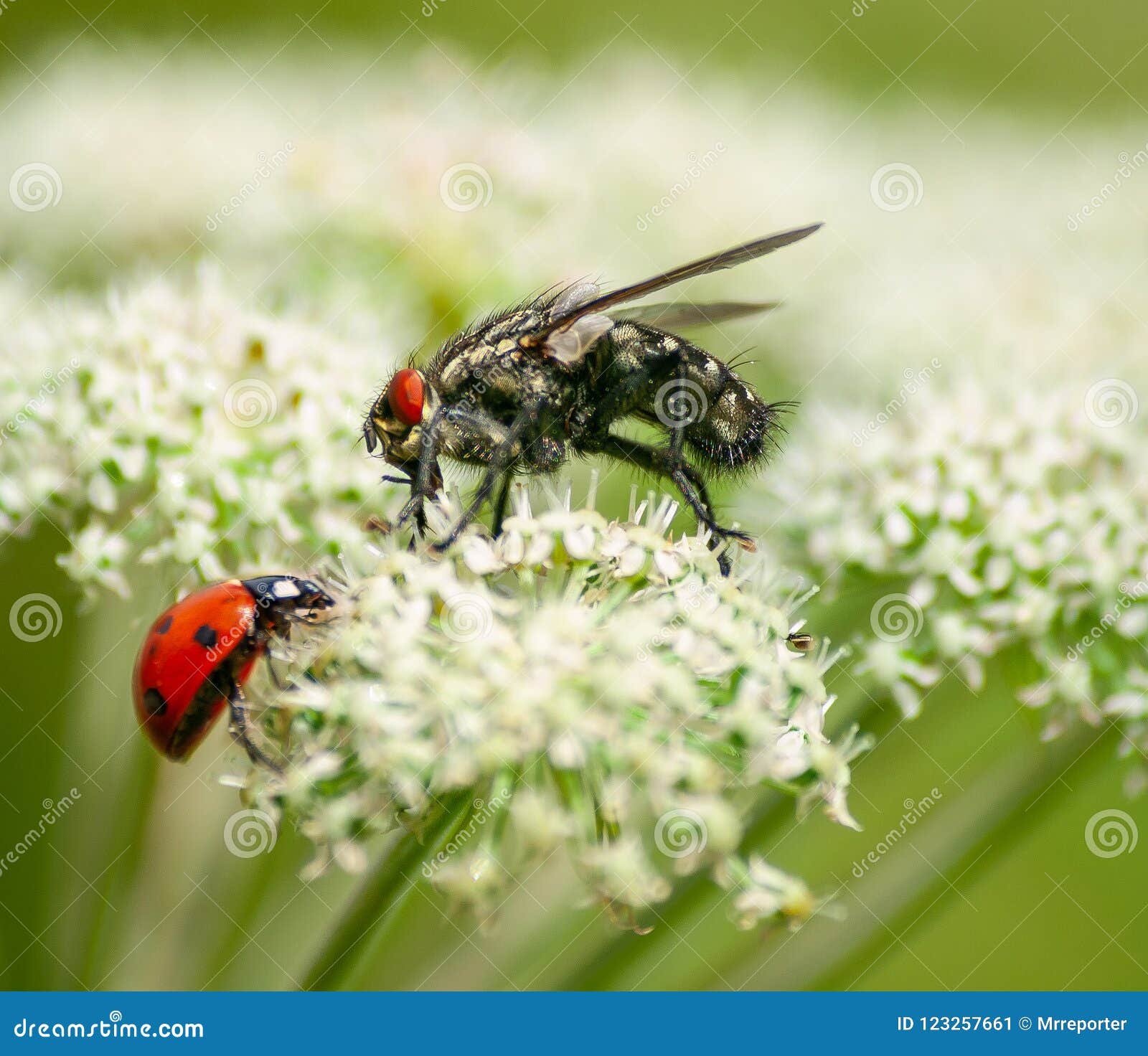 Fly and ladybug stock image. Image of ladybird, macro - 123257661