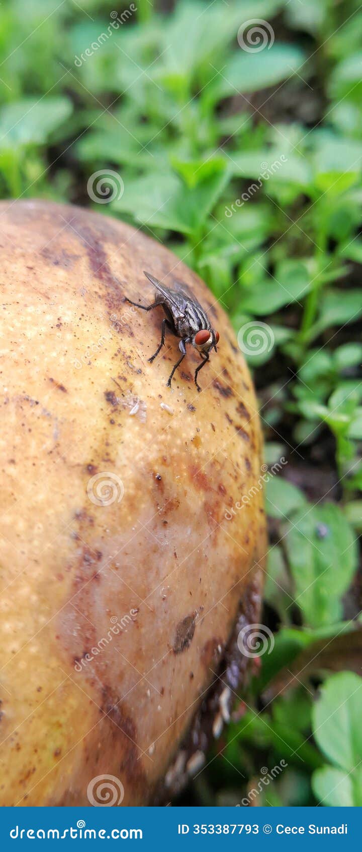 A Fly Landed on a Rotten Mango Fruit Stock Image - Image of background ...