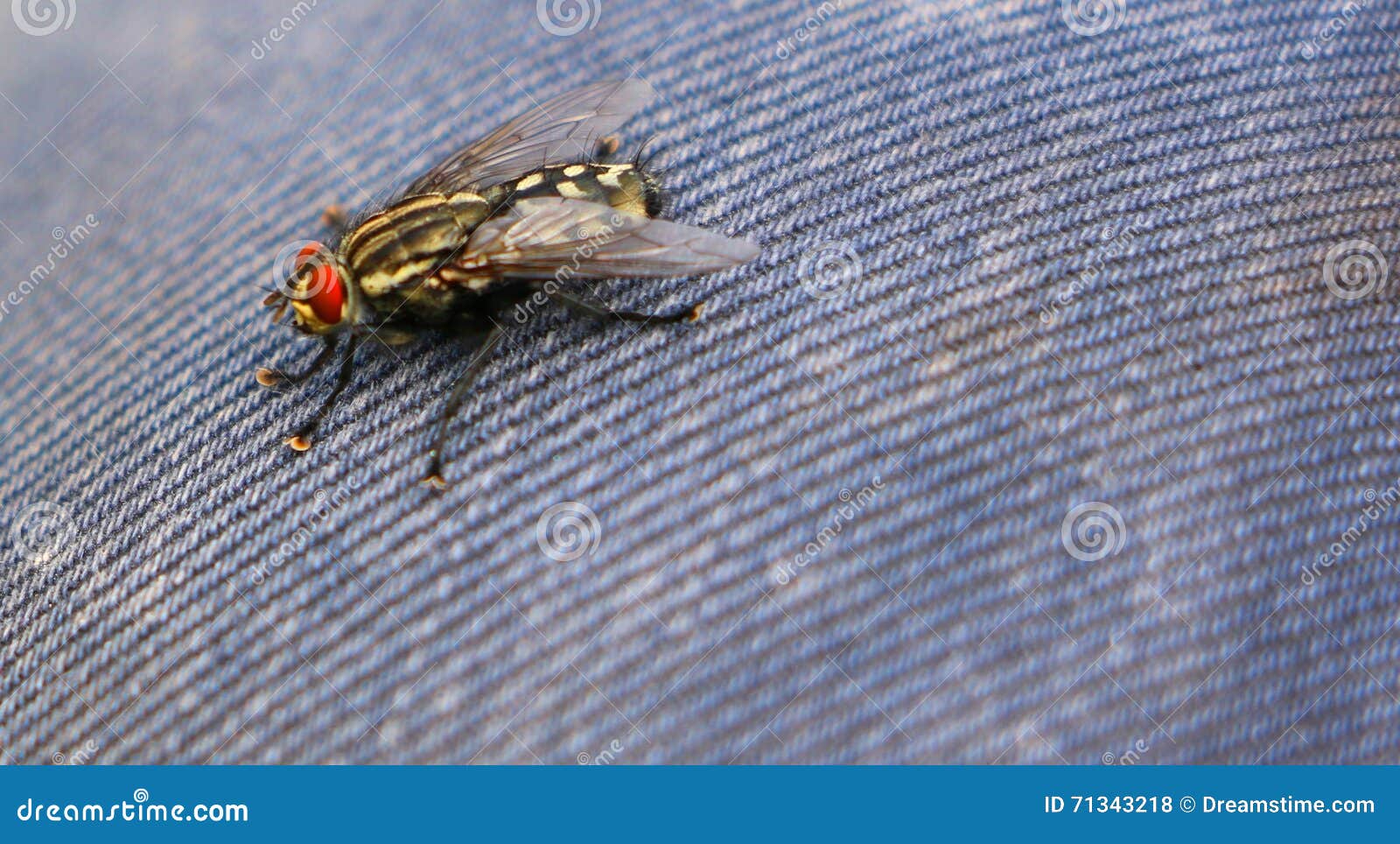 Fly stock photo. Image of plant, nature, large, high - 71343218