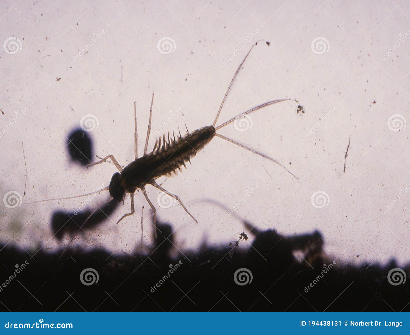 Fly Larva with Gills in the Soil Stock Image - Image of soil, plankton ...