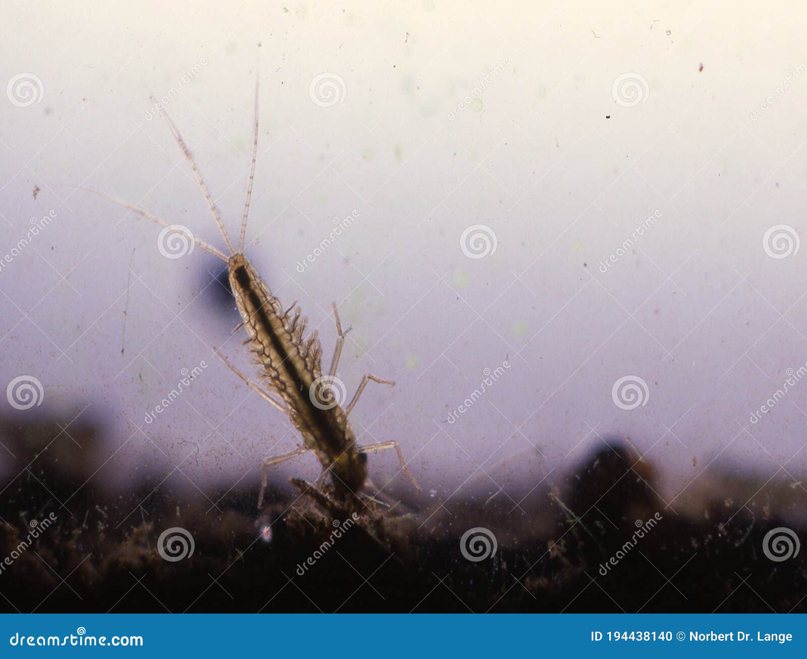 Fly Larva with Gills in the Soil Stock Photo - Image of animals, larvae ...