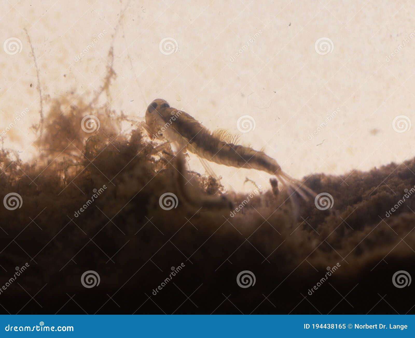 Fly Larva with Gills in the Soil Stock Image - Image of soil, gills ...