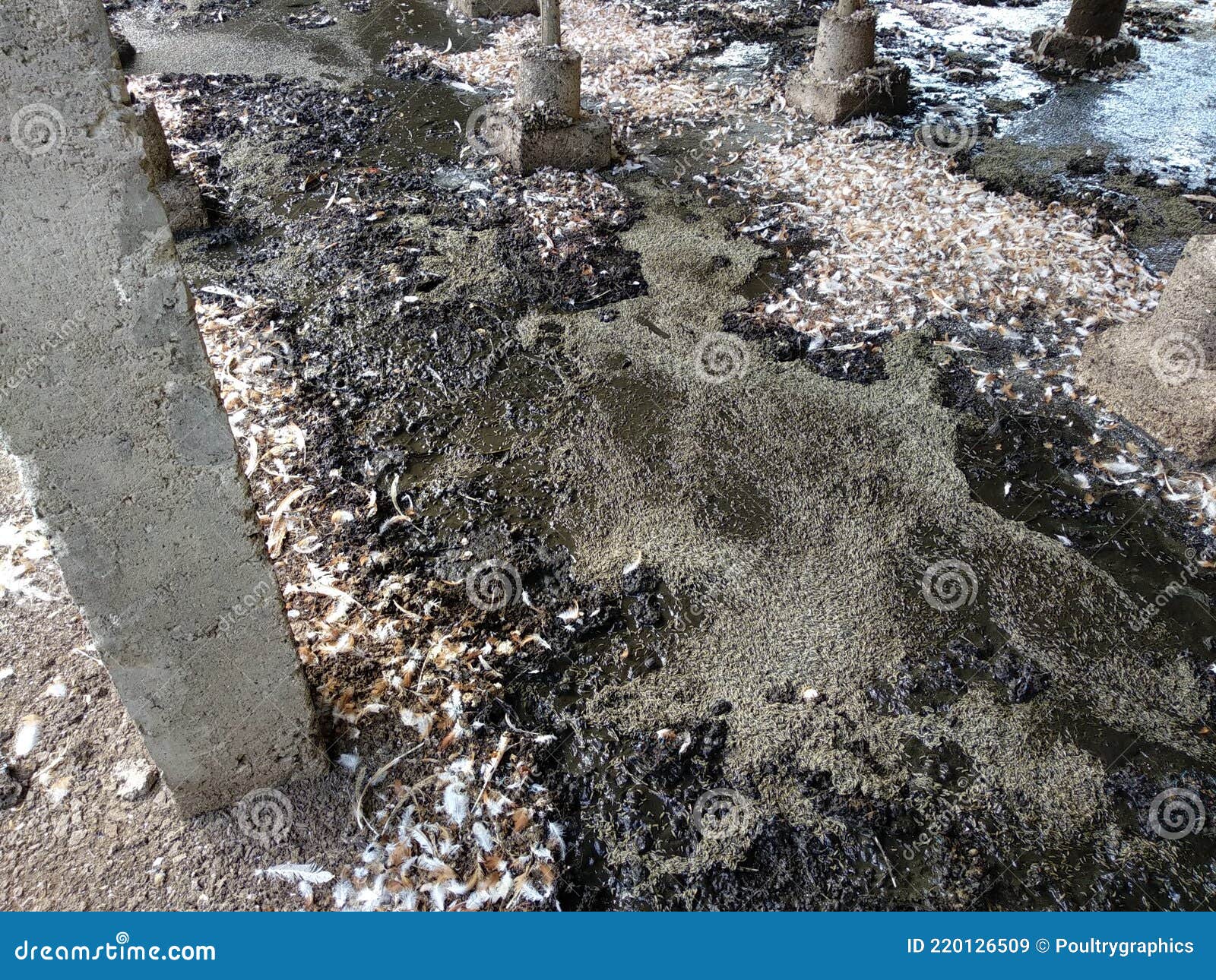 Fly Larvae in Chicken Manure, Wet Feces, Management Stock Image - Image ...