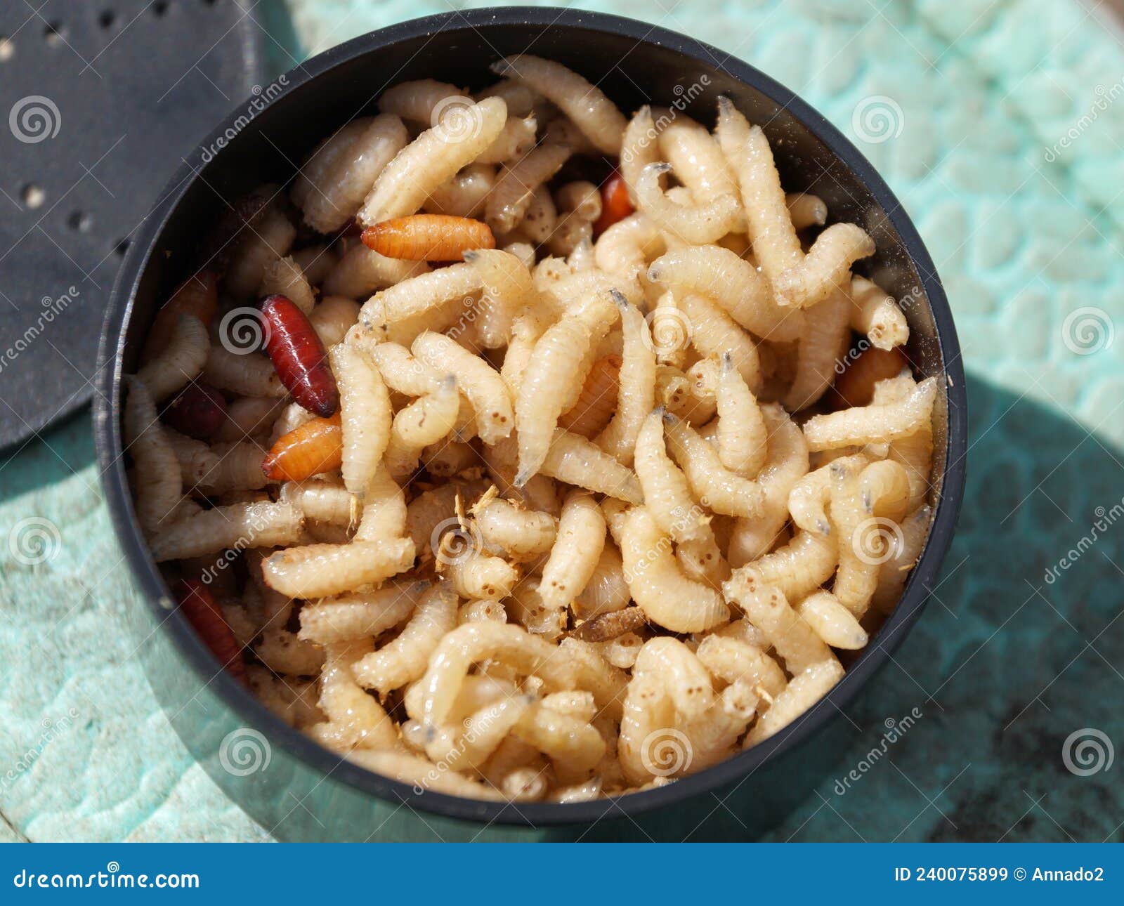 Fly Larvae in a Plastic Jar for Fishing in the Sun, Maggots Stock Image ...