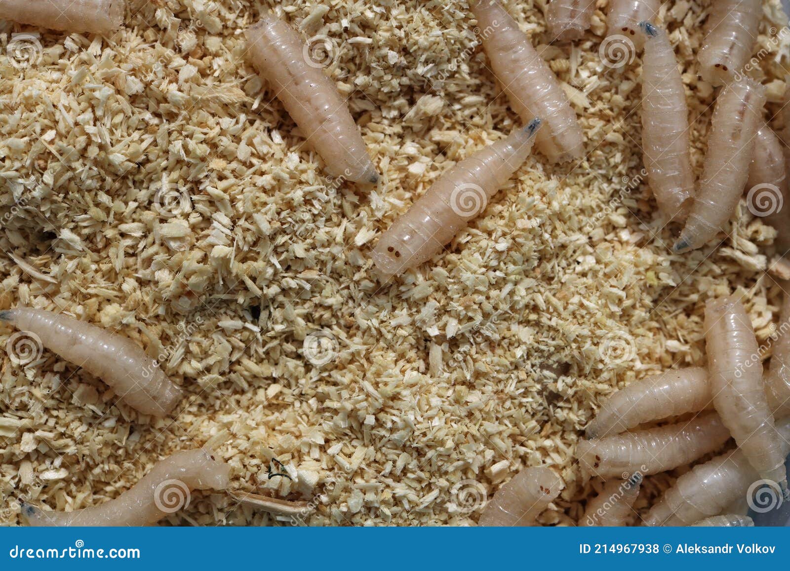 Fly Larvae are Used for Fishing Stock Photo - Image of larvae, bunch ...